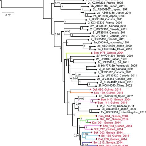 evolutionary relationships of hcv2 strains approximately download