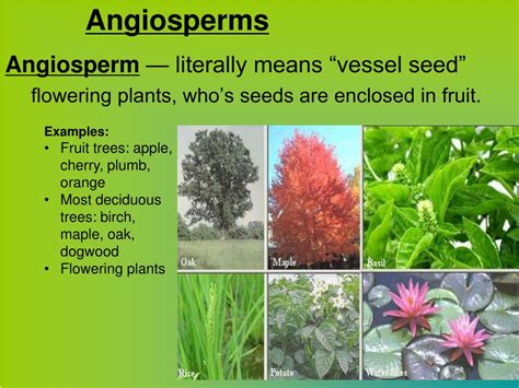 Ppt Dendrology Powerpoint Presentation Free Download Id4630262