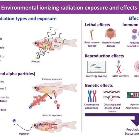 5 High And Low Let Radiation Dna Damage Effects Download Scientific