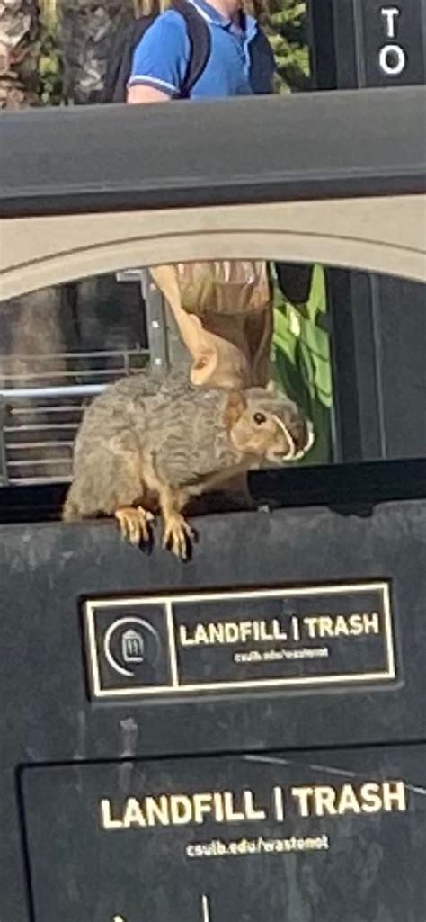 The Saber Tooth Squirrel Needs Your Help Rcsulb