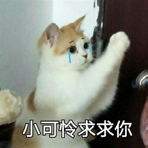 求求你了表情包原图 千图网
