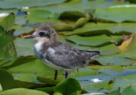 Tiny Marsh Kayaking The Gta Greater Toronto Area