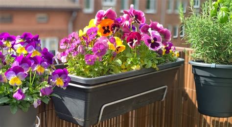 Цветы для балкона: 15 красивых растений, цветущих все лето