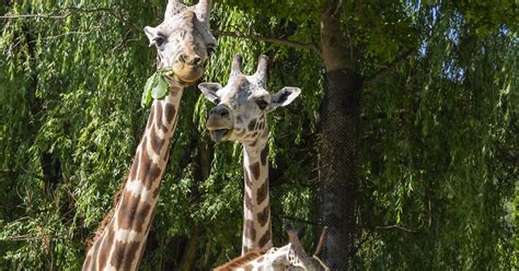 에버랜드 아기 기린 마루 돌잔치 열어