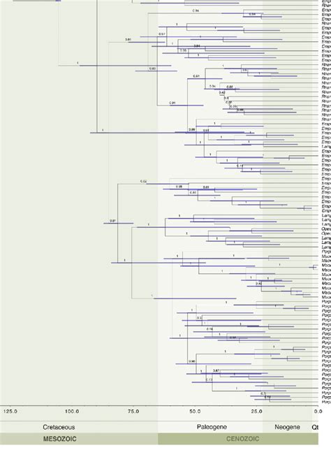 Chronogram For Empidini And Its Outgroups Obtained From Divergence Time Download Scientific