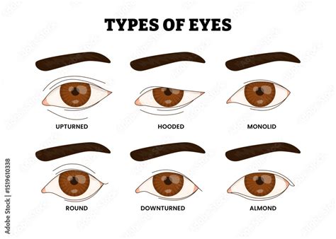 Different Types Of Eye Shapes Educational Medical Poster Design