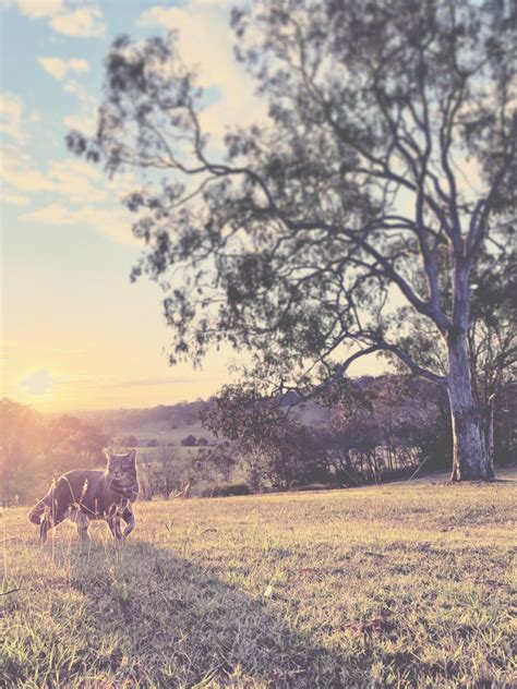 Mary Valley Cattery I Gympie
