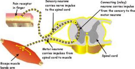 Reflex Arc Diagram Gcse