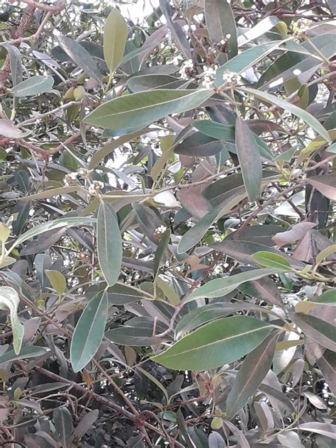 Avicennia L Plants Of The World Online Kew Science