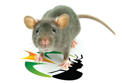 Bridgeton Nj Rodent Control Green Pest Management