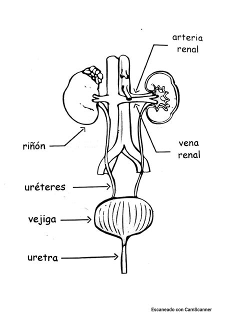 Sistema Excretor Pdf