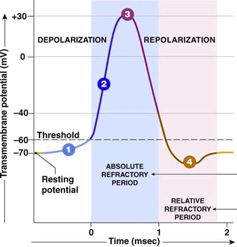 Transmembrane Potential Mv 30 Depolarization 0 2 3 Repolarization