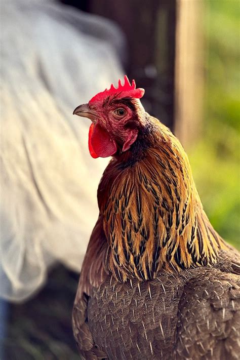 Chicken Bird Chick Free Photo On Pixabay