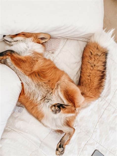 Juniper And Friends Adorable Fox Taking A Nap Fox Laying Down On Back