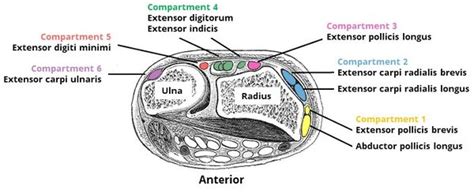 Sixth Dorsal Compartment Of The Wrist Injection Wikism Sports Medicine Wiki