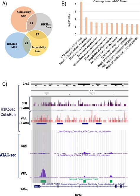 integrative atac seq cutandrun analysis a venn diagram illustrating