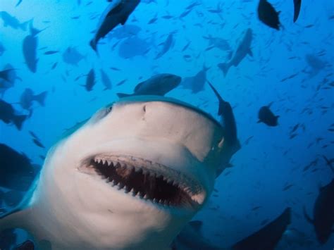 Worst Shark Bite Ever