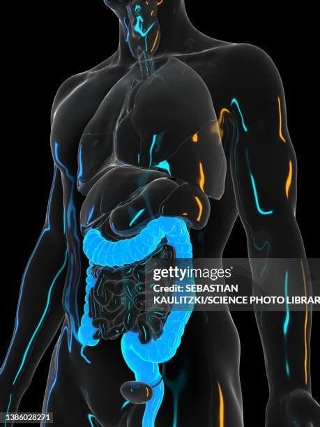 Colon Anatomy Photos And Premium High Res Pictures Getty Images
