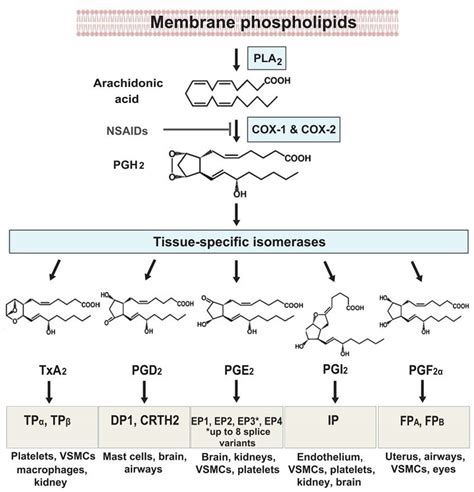 Prostaglandins Function Prostaglandin Synthesis And Prostaglandin Inhibitors