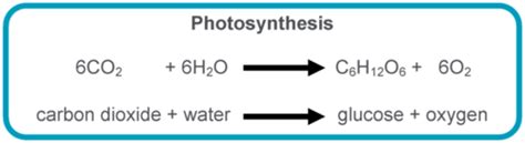 Chapter 8 Photosynthesis Flashcards Quizlet