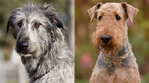 Irish Wolfhound Airedale Terrier Mix Pictures Care Guide Temperament