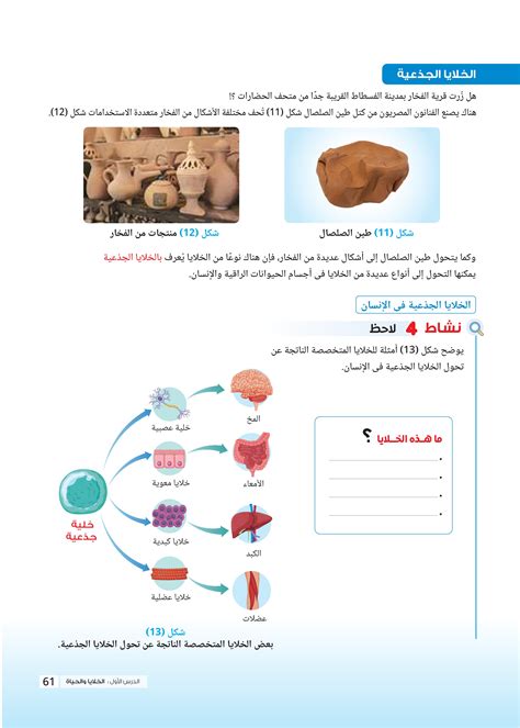 يوضح شكل 13 أمثلة للخلايا المتخصصة الناتجة عن تحول الخلايا الجذعية فى