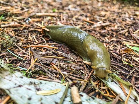 Banana Slug Wallpapers Wallpaper Cave
