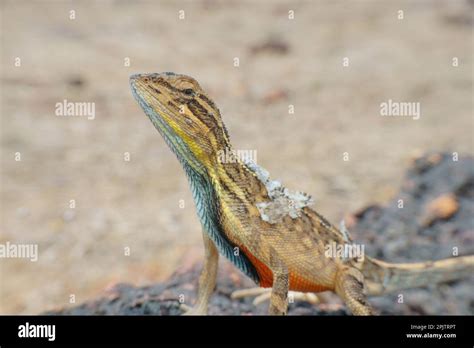 Superb Fan Throated Lizard Sarada Suparba Endemic To Western Ghats