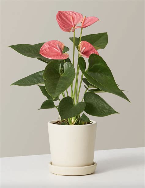 Non Flowering Plants With Names And Pictures