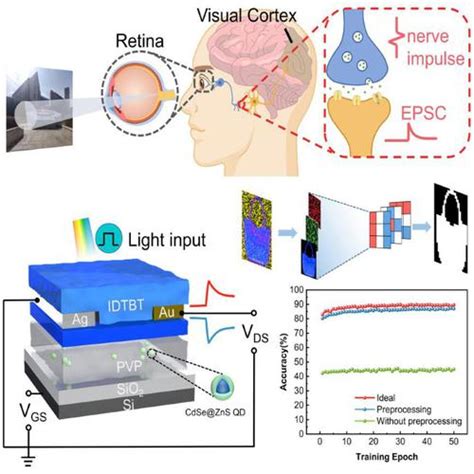 Bipolar Synaptic Organicinorganic Heterojunction Transistor With Complementary Light Modulation