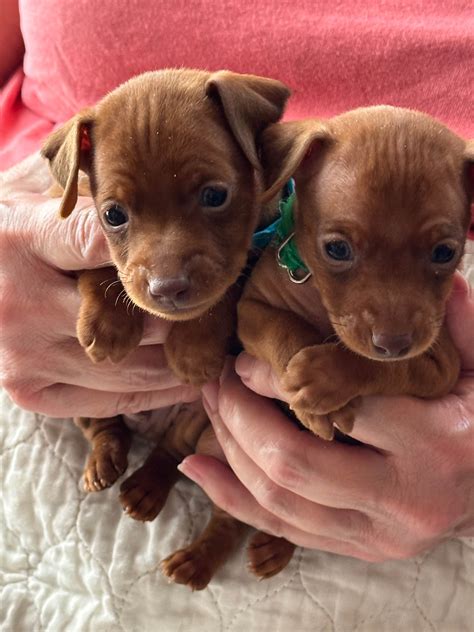 Miniature Pinscher Min Pin Puppies For Sale