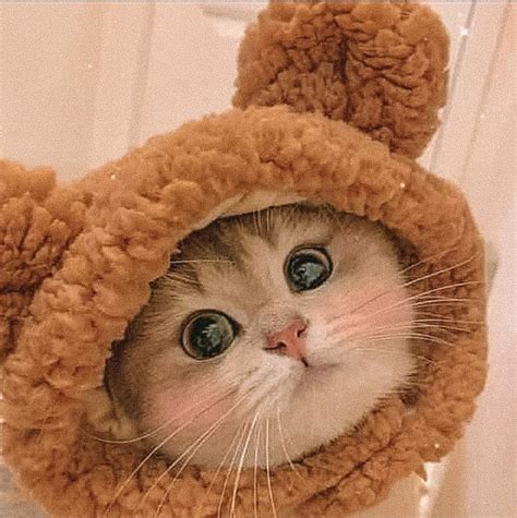 Милі Котики