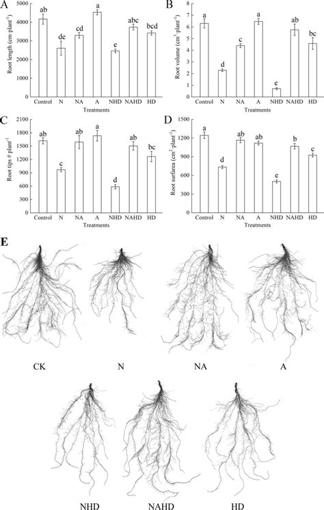 Root Length A Root Volume B Root Tips C Root Surface Area D Download Scientific