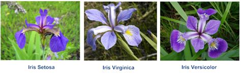 Start To Learn Machine Learning With The Iris Flower Classification