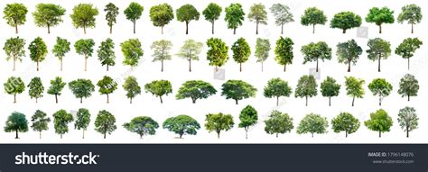 29 345 Tree Separate Images Stock Photos Vectors Shutterstock