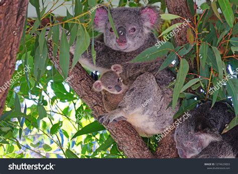 Newborn Koala In Pouch