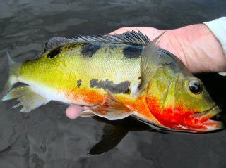Three More Peacock Species You Need Jeff Currier