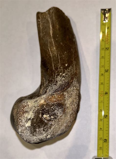 Distal Humerus Fossil Id The Fossil Forum