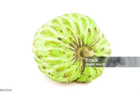 신선한 커스터드 애플 또는 익은 설탕 사과 과일 격리 클리핑 패스 잘 분기에 흰색 바탕에 나무 또는 관목 식용 과일 건강 한 곰