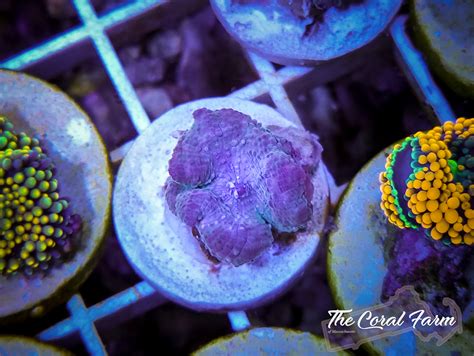 Steel Blue Mushroom Coral Frag Buy Online