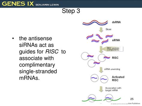 Ppt 1 Regulatory Rna 2 Rna Interference And Micro Rna 3 Retroviruses Powerpoint