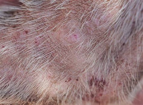 15 Pictures Of Flea Allergy And Flea Scabs On Dogs