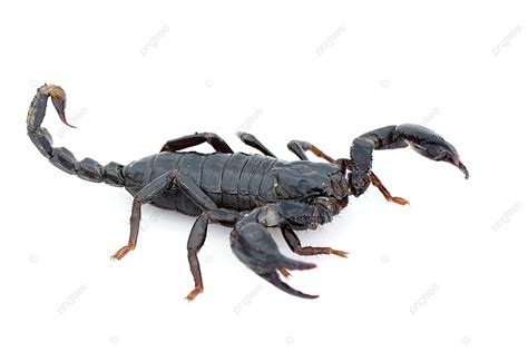 White Background Portraying Emperor Scorpion Pandinus Imperator Insect