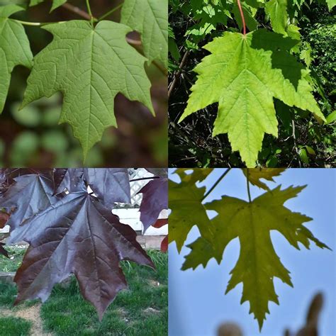 Sugar Maple Tree Bark