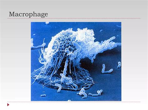 Mhc General Information Ppt