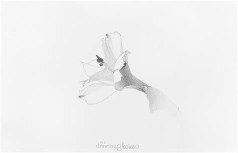 How To Draw A Flower