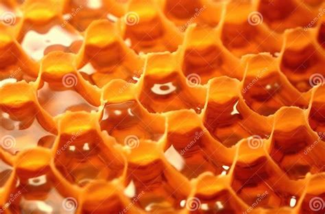Fragment Of Honeycomb With Full Cells In Bright Sunlight Stock Illustration Illustration Of
