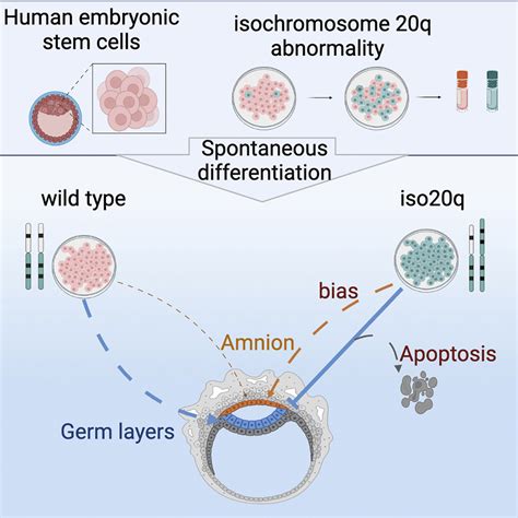 Isochromosome The Isochromosome 20q Abnormality Of Pluripotent Cells