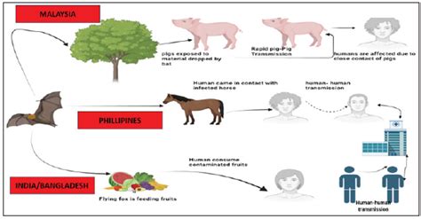 Understanding The Dynamics Of Nipah Virus NiV Transmission And Outbreaks In India From Kerala