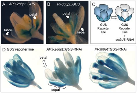 Setting Up The Petal Specific Rnai System A B Confirmation That The Download Scientific